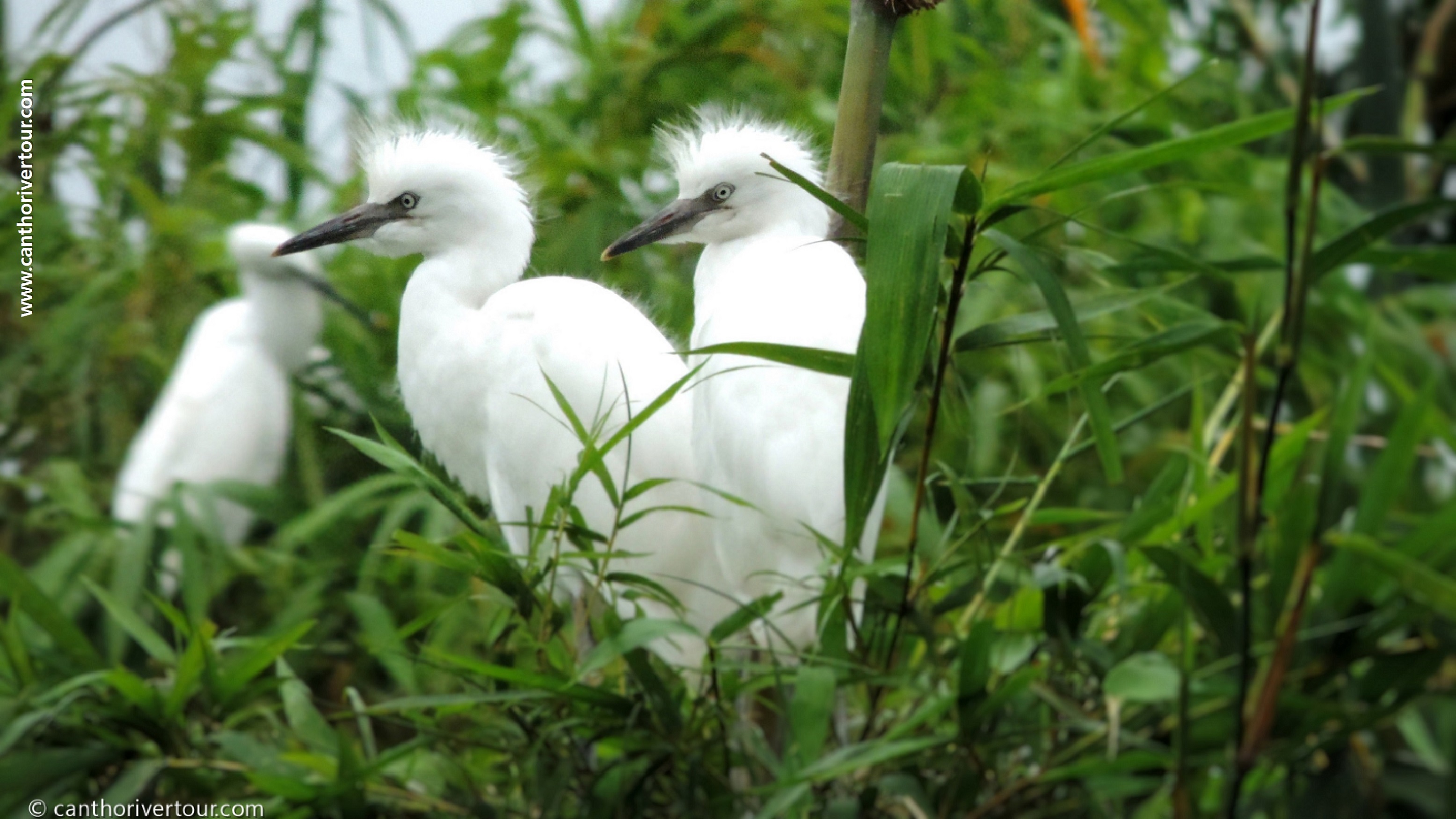 20 Top Things to Do in Can Tho Vietnam - Cantho River Tour